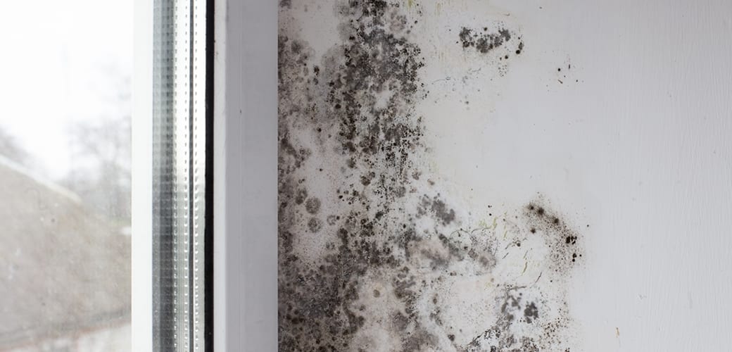 Understanding Indoor Mold Growth: Estimating Time of Mold Growth